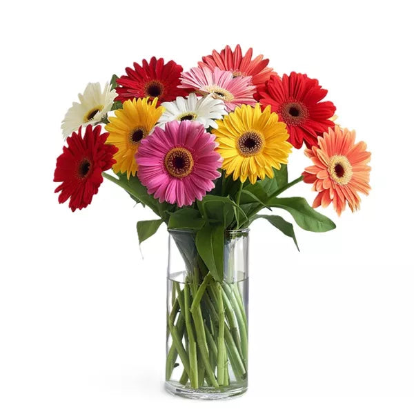 Rainbow Gerbera Bouquet | NZ Blooms
